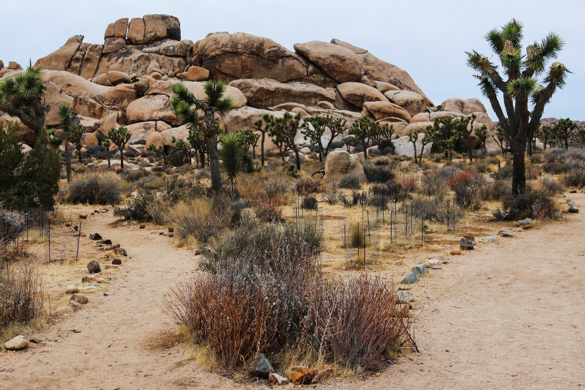 The Ultimate Two-Day Itinerary to Joshua Tree National Park